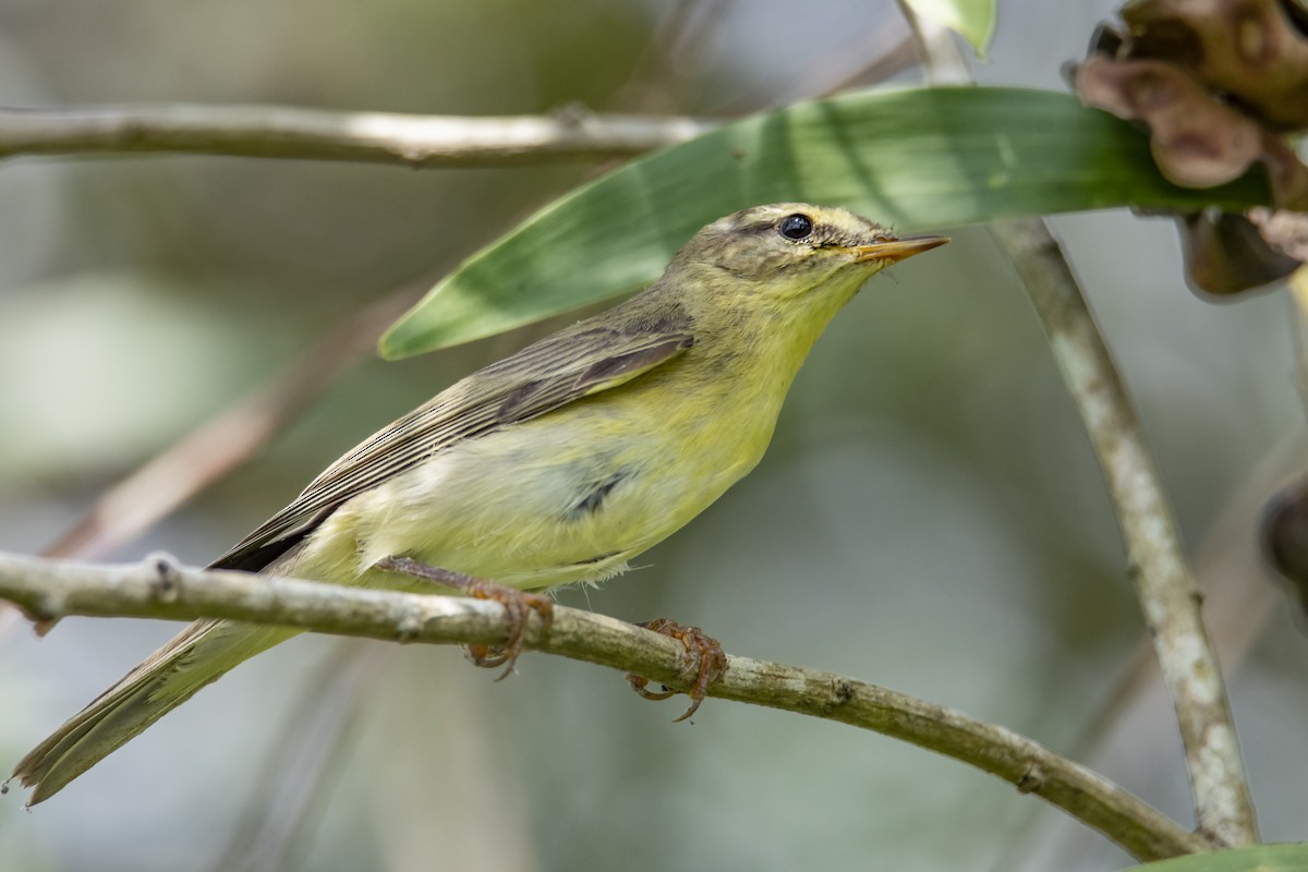 What's On in December - eBird India