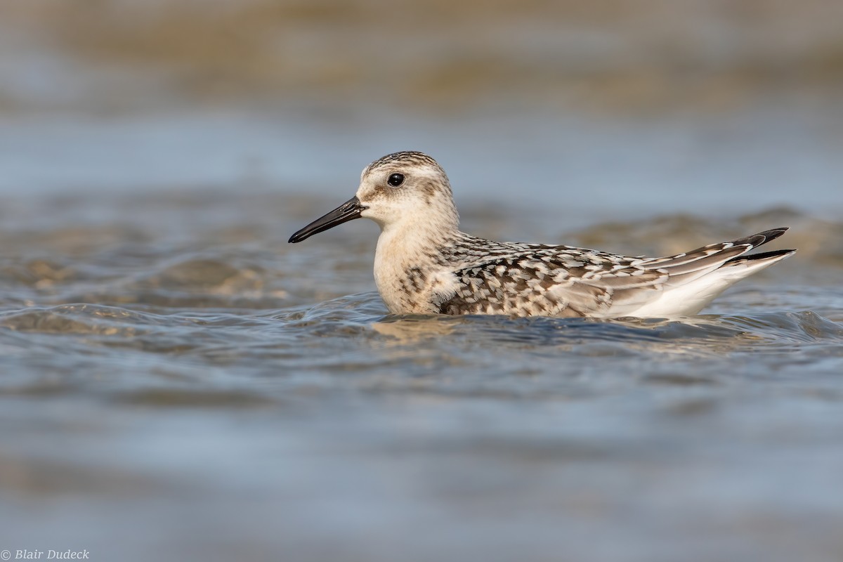 eBird Checklist - 18 Sep 2020 - Prince Edward Point NWA--Prince Edward ...