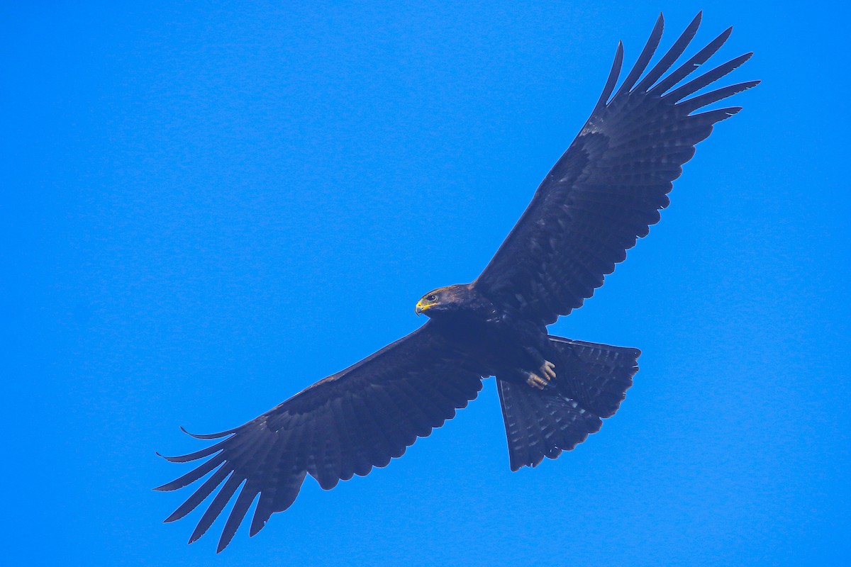 ML280514171 Black Eagle Macaulay Library