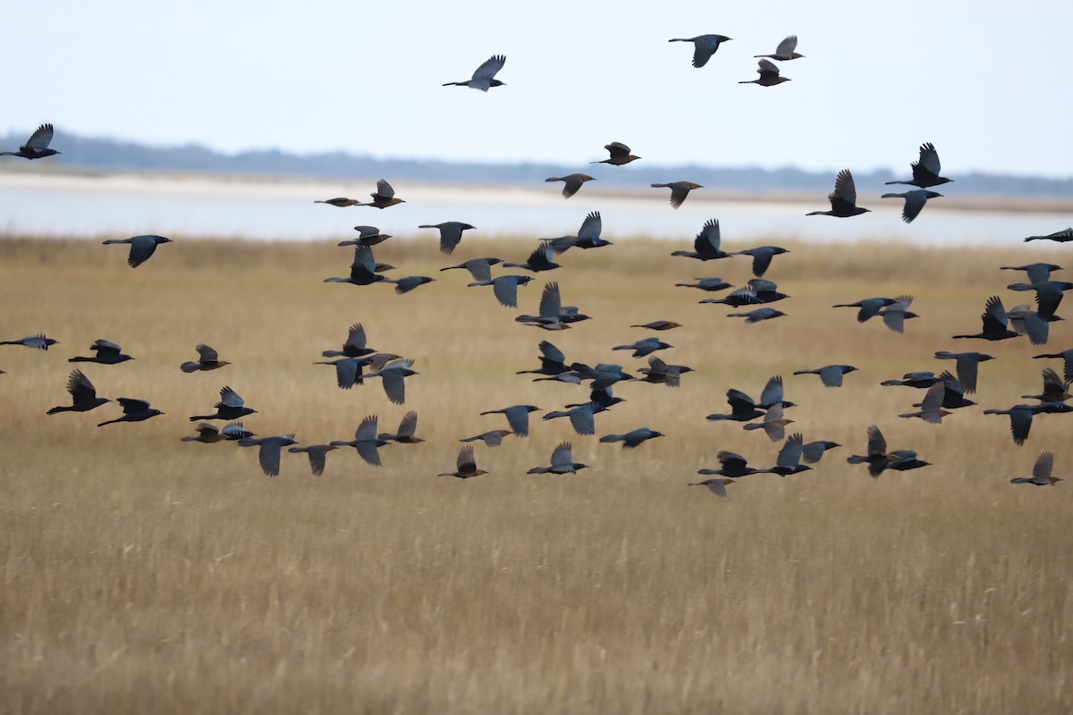 eBird Checklist - 13 Nov 2020 - Magothy Bay Natural Area Preserve - 35 ...