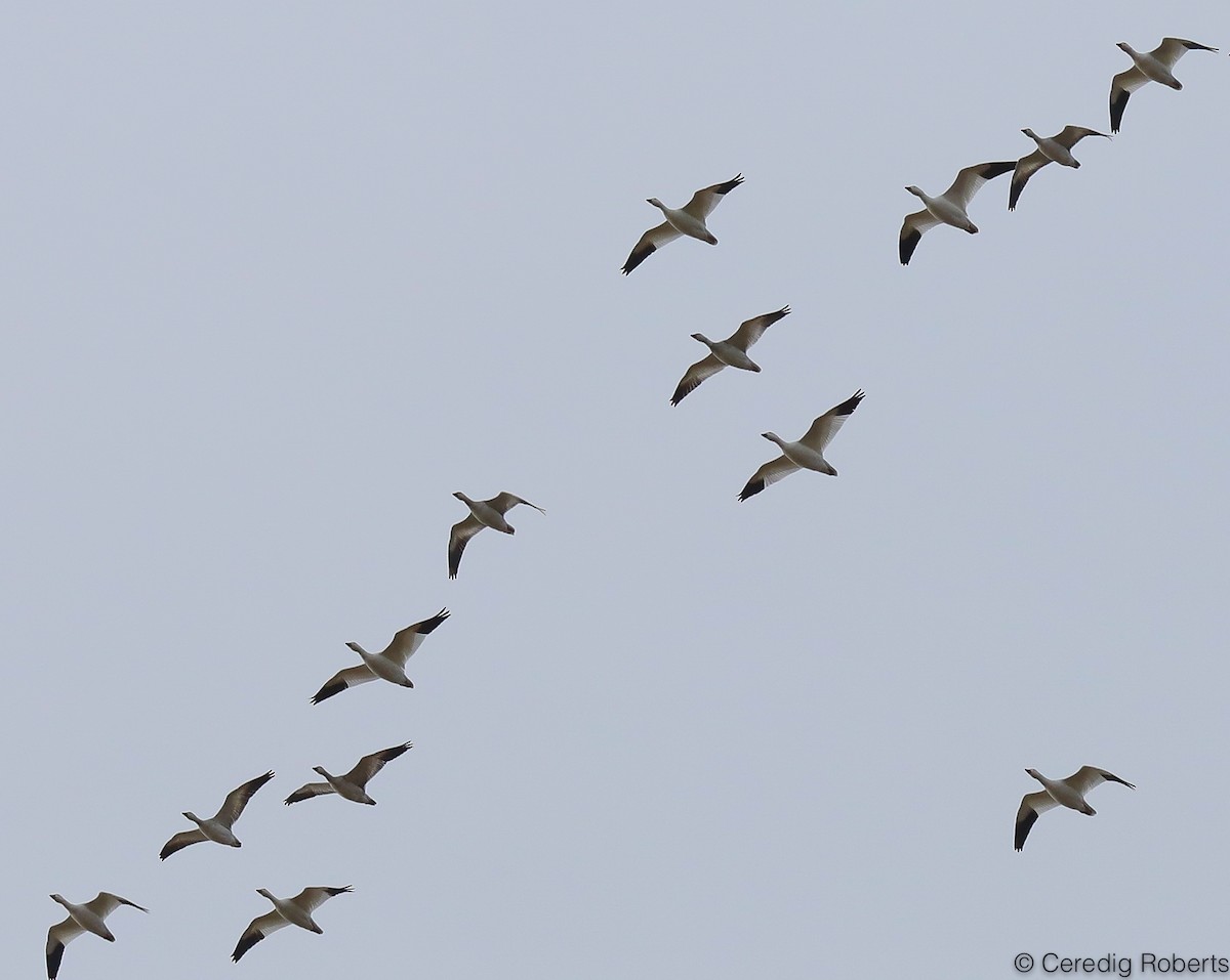 eBird Checklist - 16 Nov 2020 - CJ Strike WMA--Dam Area - 24 species ...
