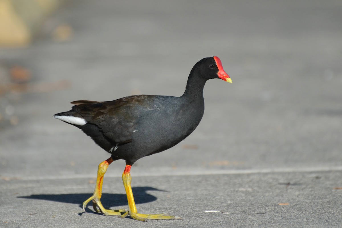 eBird Checklist - 16 Nov 2020 - Hamakua Marsh - 12 species (+2 other taxa)
