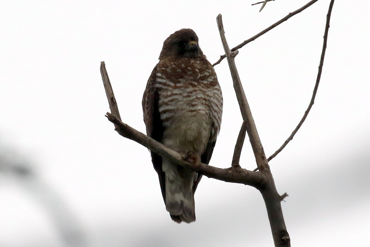 ML28097421 - Broad-winged Hawk - Macaulay Library