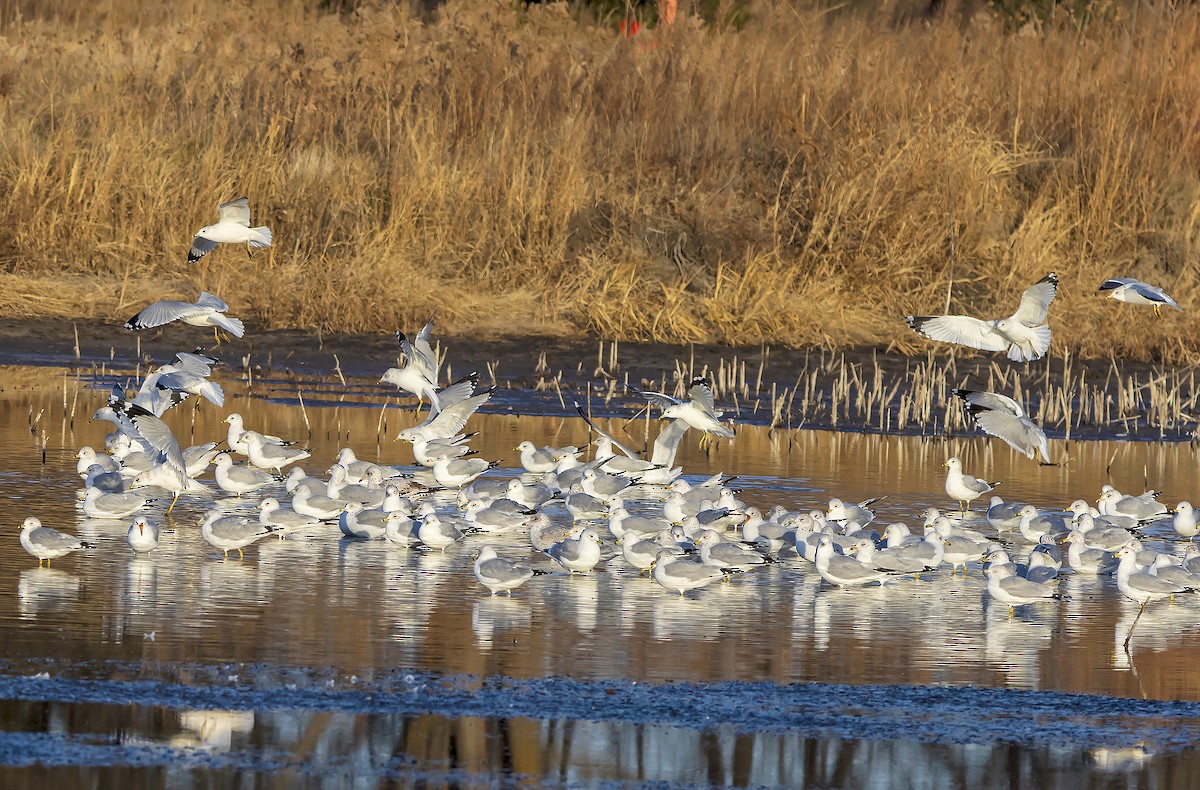 eBird Checklist - 19 Nov 2020 - Marsh Wren Community Wetlands - 20 species