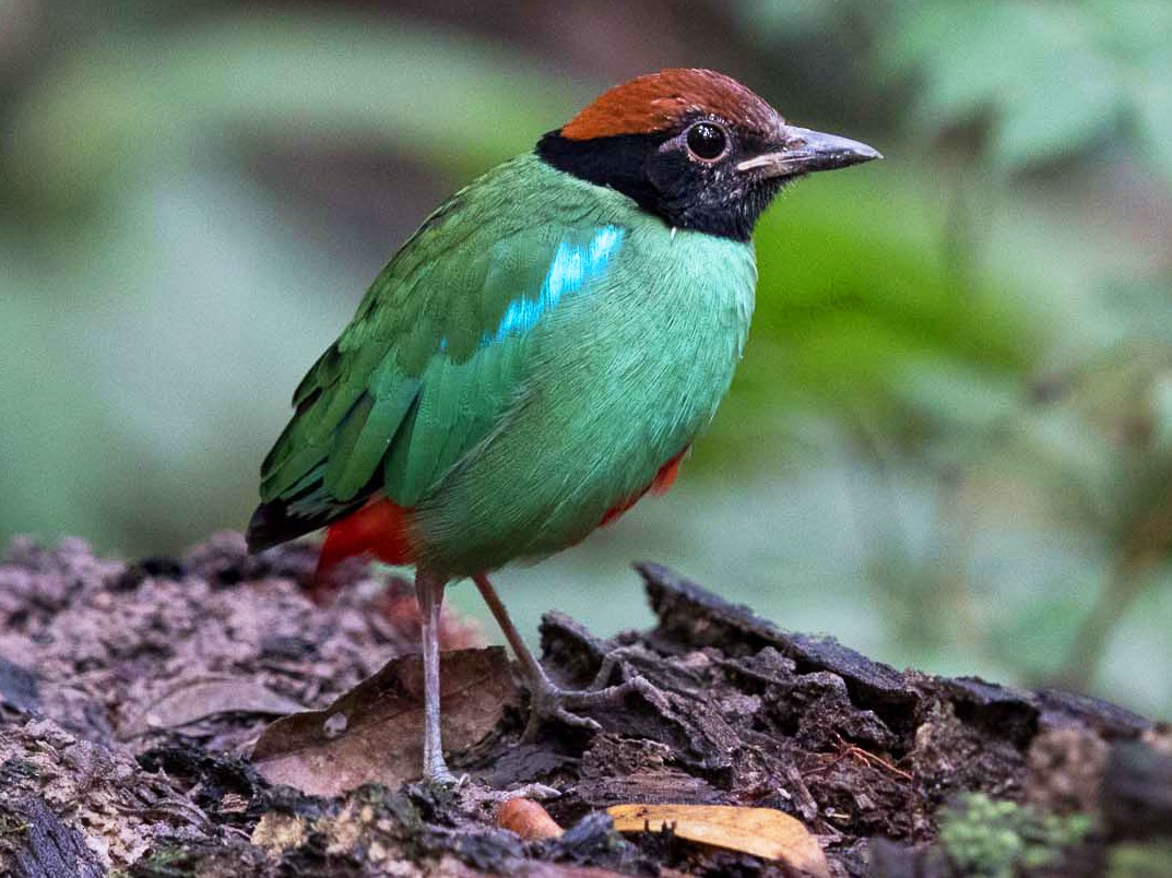 Hooded Pitta - eBird