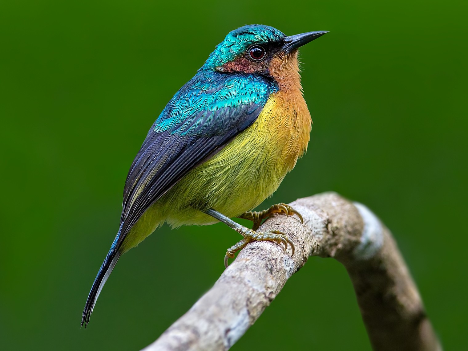 Ruby-cheeked Sunbird - eBird