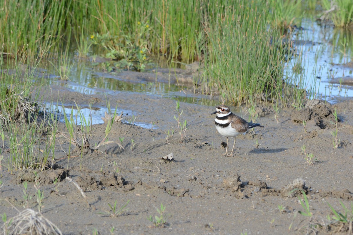 eBird Checklist - 27 Apr 2016 - Private Property (No Public access ...