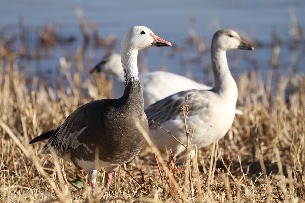 eBird Checklist - 1 Nov 2020 - Bosque del Apache NWR - 53 species (+6 ...