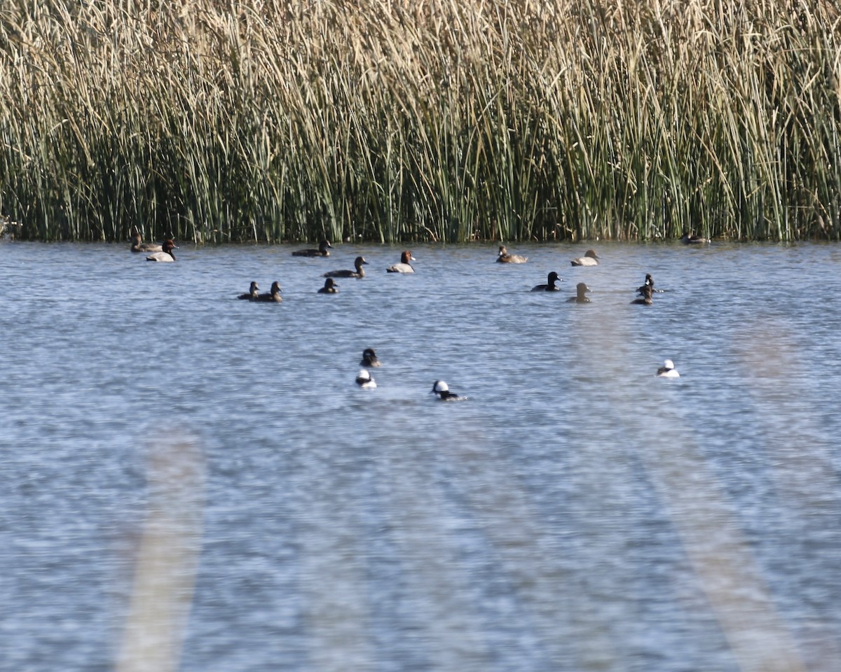 eBird Checklist - 19 Nov 2020 - Piute Ponds (permit required) - 55 species