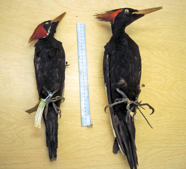 Pileated Woodpecker Size Comparison
