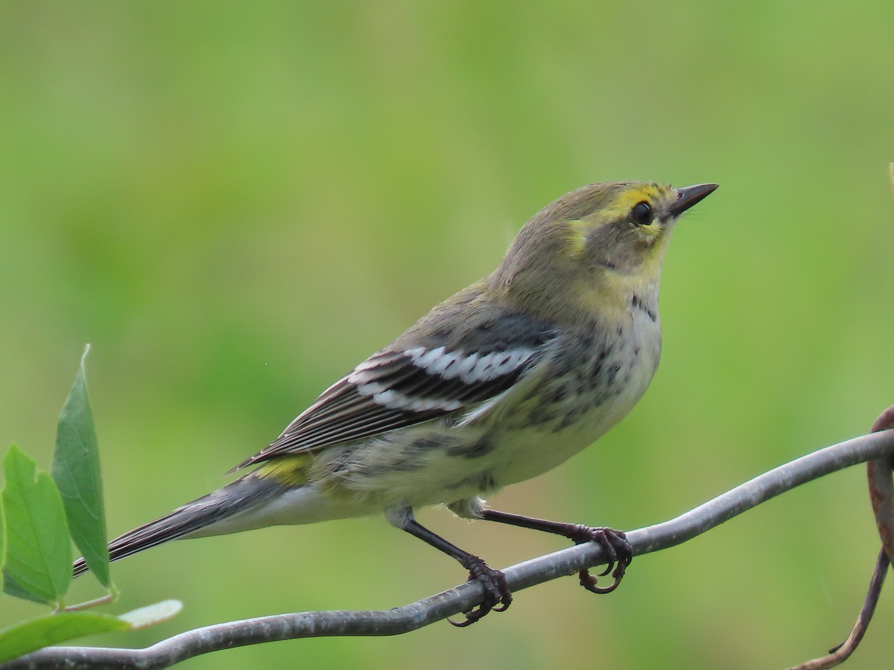 Myrtle x Black-throated Green Warbler (hybrid) - eBird