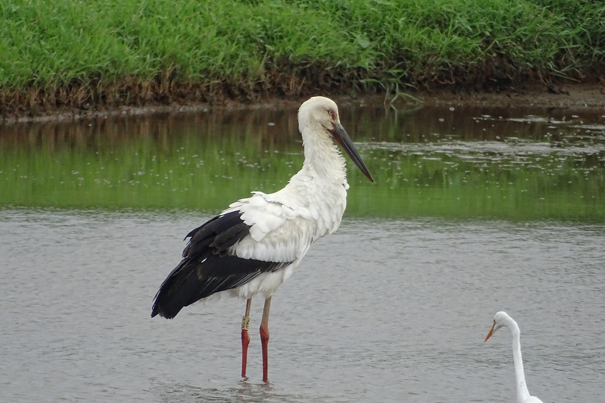 Oriental Stork - Ciconia boyciana - Media Search - Macaulay Library and ...