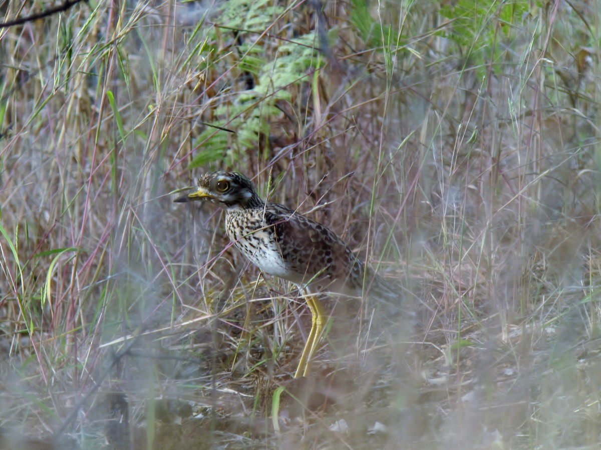 eBird Checklist - 12 Nov 2012 - Bansang Quarry - 14 species