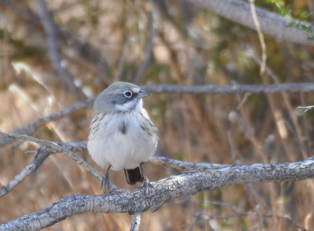 eBird Checklist - 21 Nov 2020 - 175th St E and Avenue J - 17 species ...