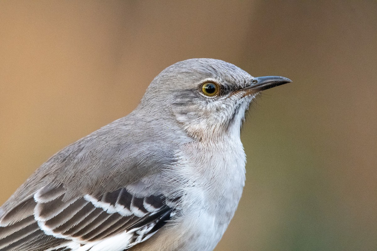 eBird Checklist - 20 Nov 2020 - Fenway Victory Gardens - 22 species