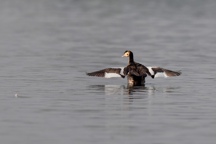 鸊鷉科 Ebird