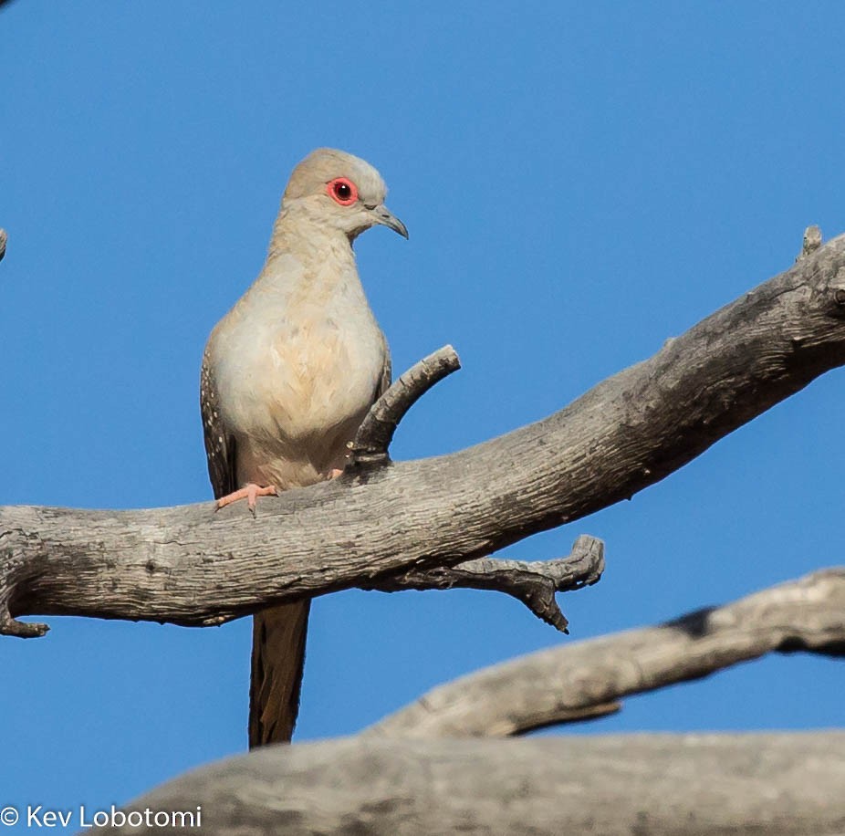 eBird Australia Checklist - 23 Sep 2018 - Mount Isa city area - 29 species