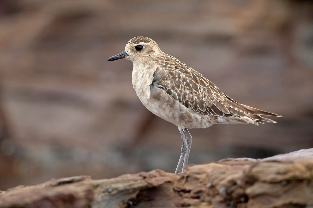 ML282032791 Pacific Golden-Plover Macaulay Library
