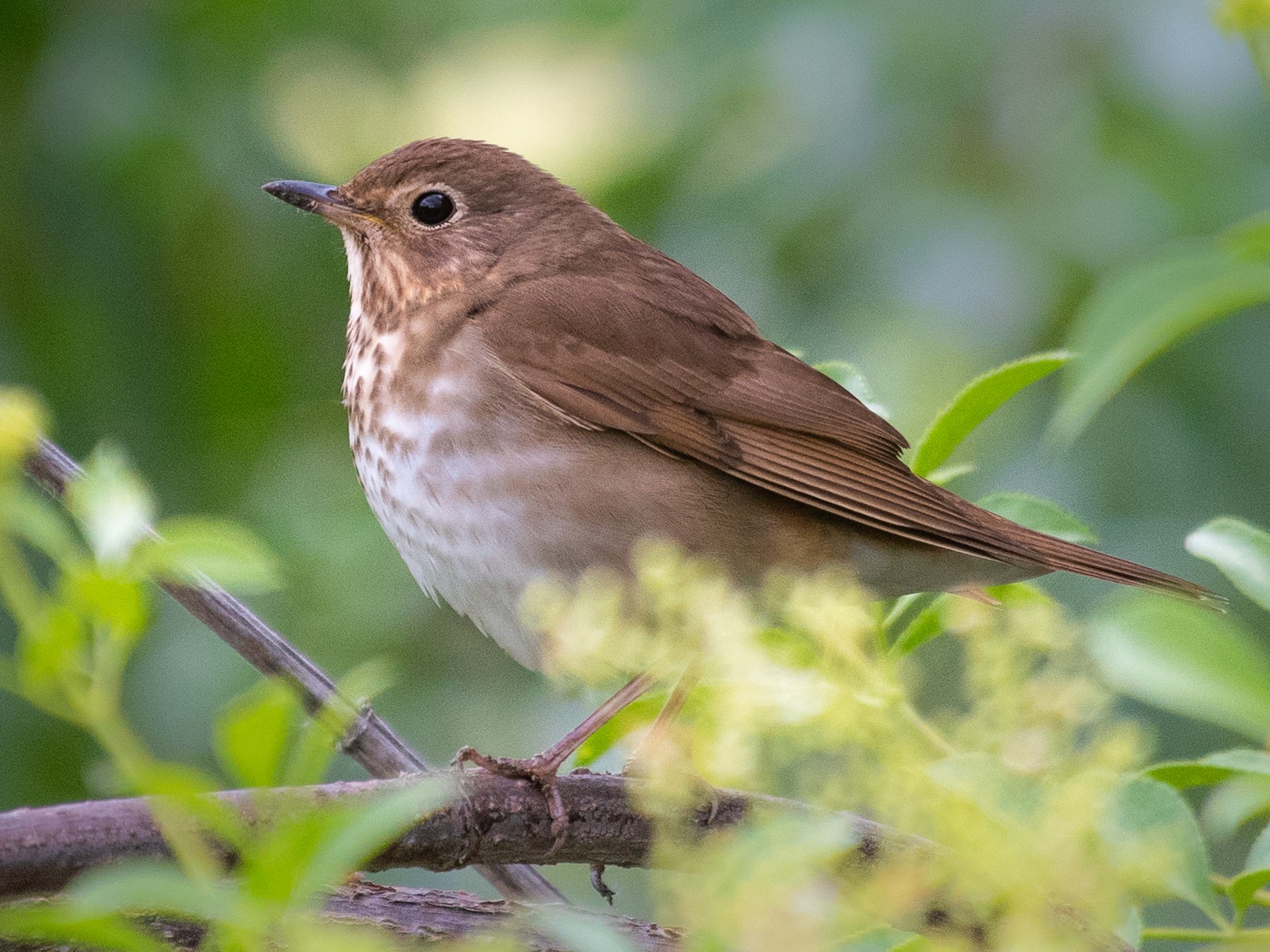 Swainson's Thrush - eBird