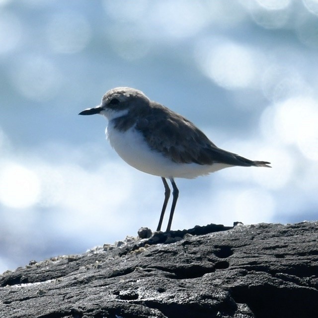 eBird Australia Checklist - 22 Nov 2020 - Flat Rock (Ballina) - 10 species