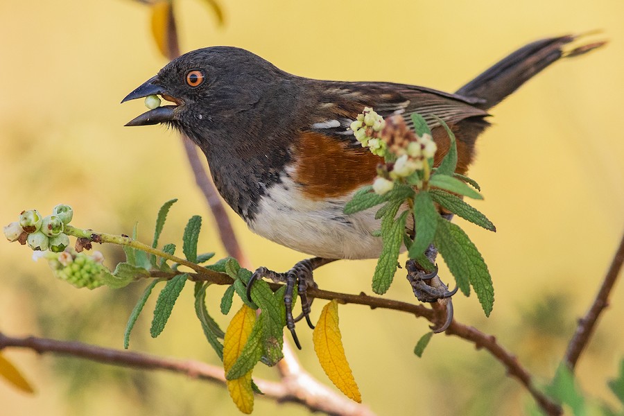 Toquí moteado (socorroensis) - eBird