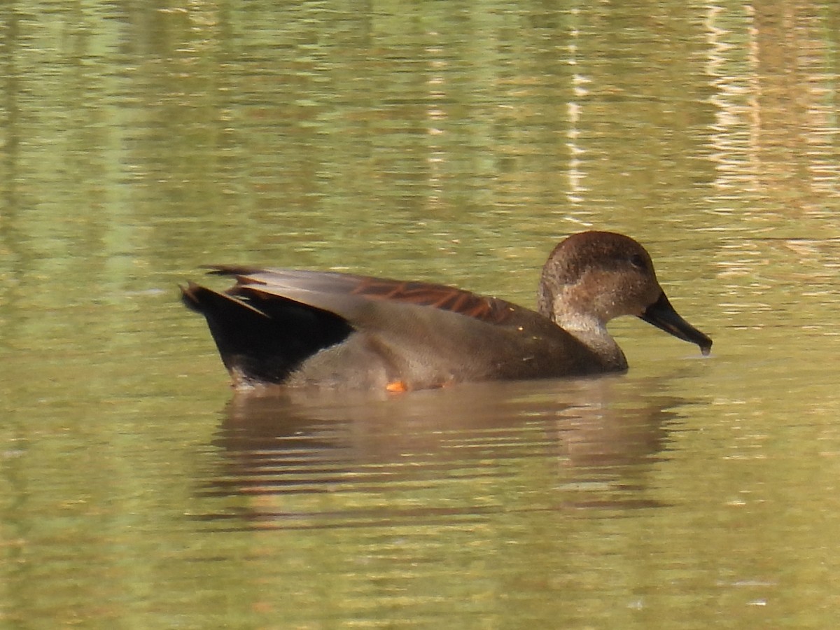 eBird Checklist - 23 Nov 2020 - Neely Ranch Riparian Preserve - 18 species