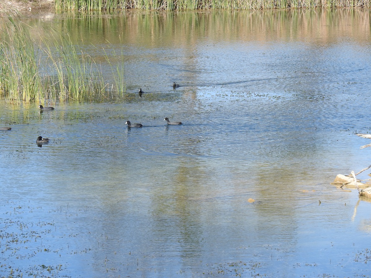 eBird Checklist - 23 Nov 2020 - Wheeler Branch Park - 7 species