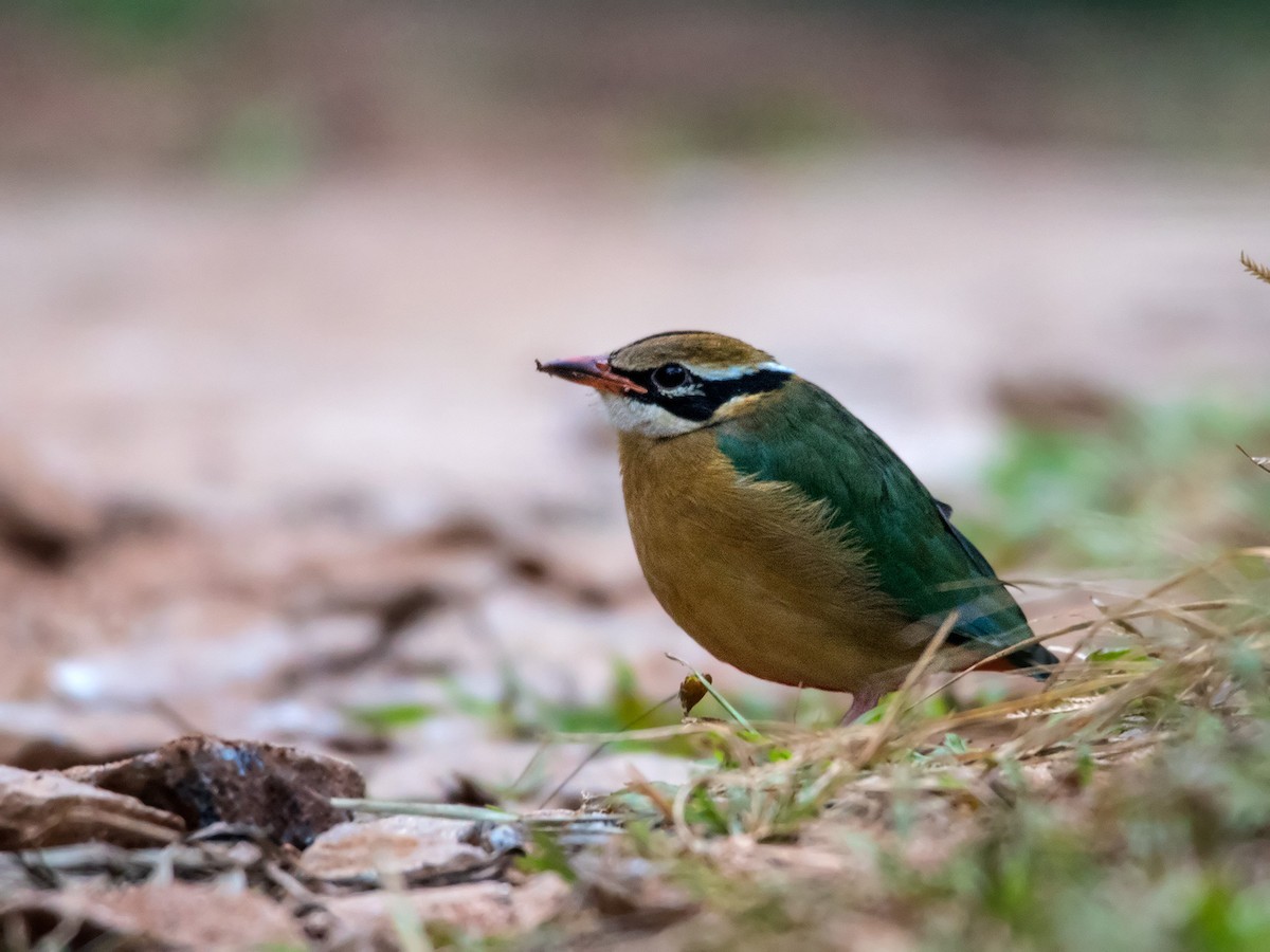 eBird India Checklist - 23 Nov 2020 - Linger, Varshini Estate - 14 species