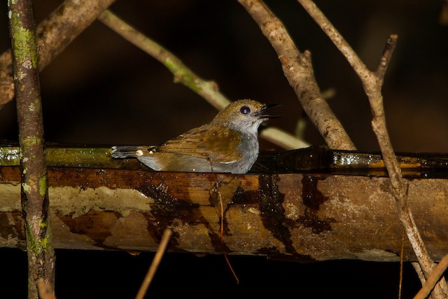 Photos - Xingu Scale-backed Antbird - Willisornis vidua - Birds of the ...