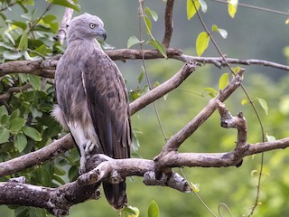 Lesser Fish-Eagle - Haliaeetus humilis - Birds of the World