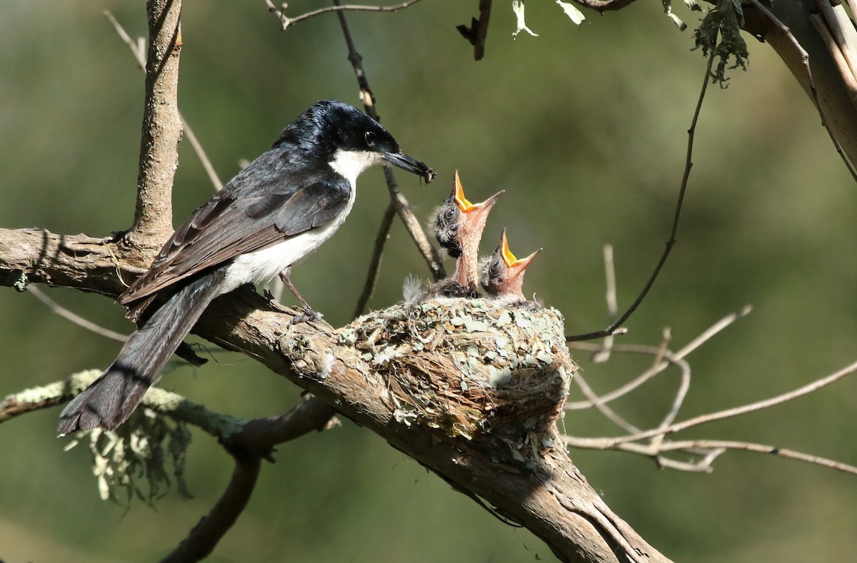ML282932231 - Restless Flycatcher - Macaulay Library