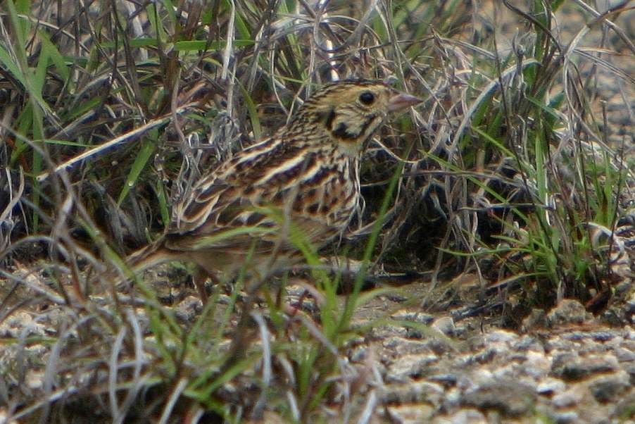 eBird Checklist - 21 Apr 2006 - The Parke (Baird's Sparrow spot) - 1 ...