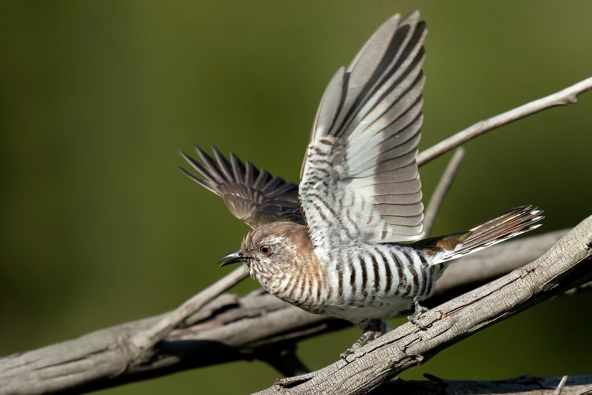 Shining Bronze-Cuckoo - Chrysococcyx lucidus - Media Search - Macaulay ...