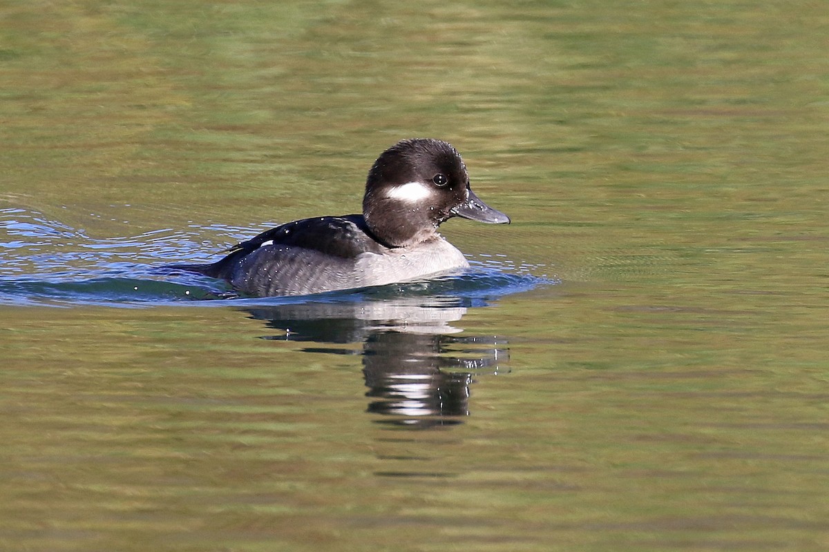 eBird Checklist - 26 Nov 2020 - Palo Corona RP--Rancho Cañada & South ...