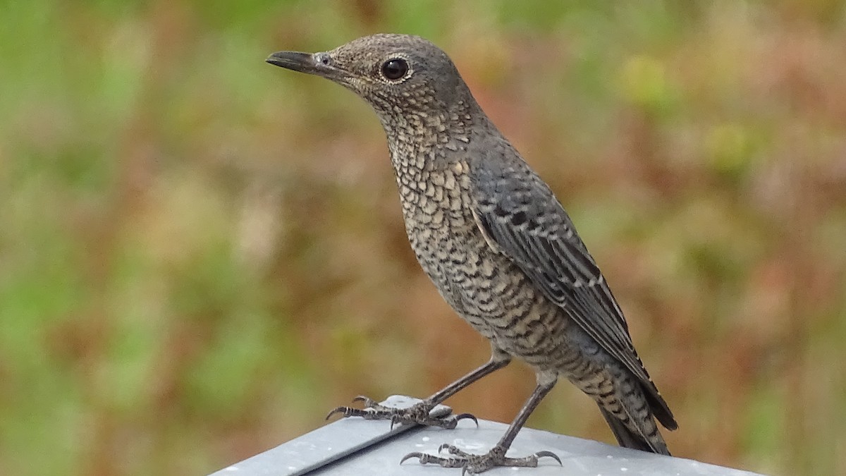 eBird Checklist - 27 Nov 2020 - Swamp, Brgy. Bañaga, Bugallon - 1 species