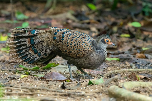 Malaysian Peacock Pheasant