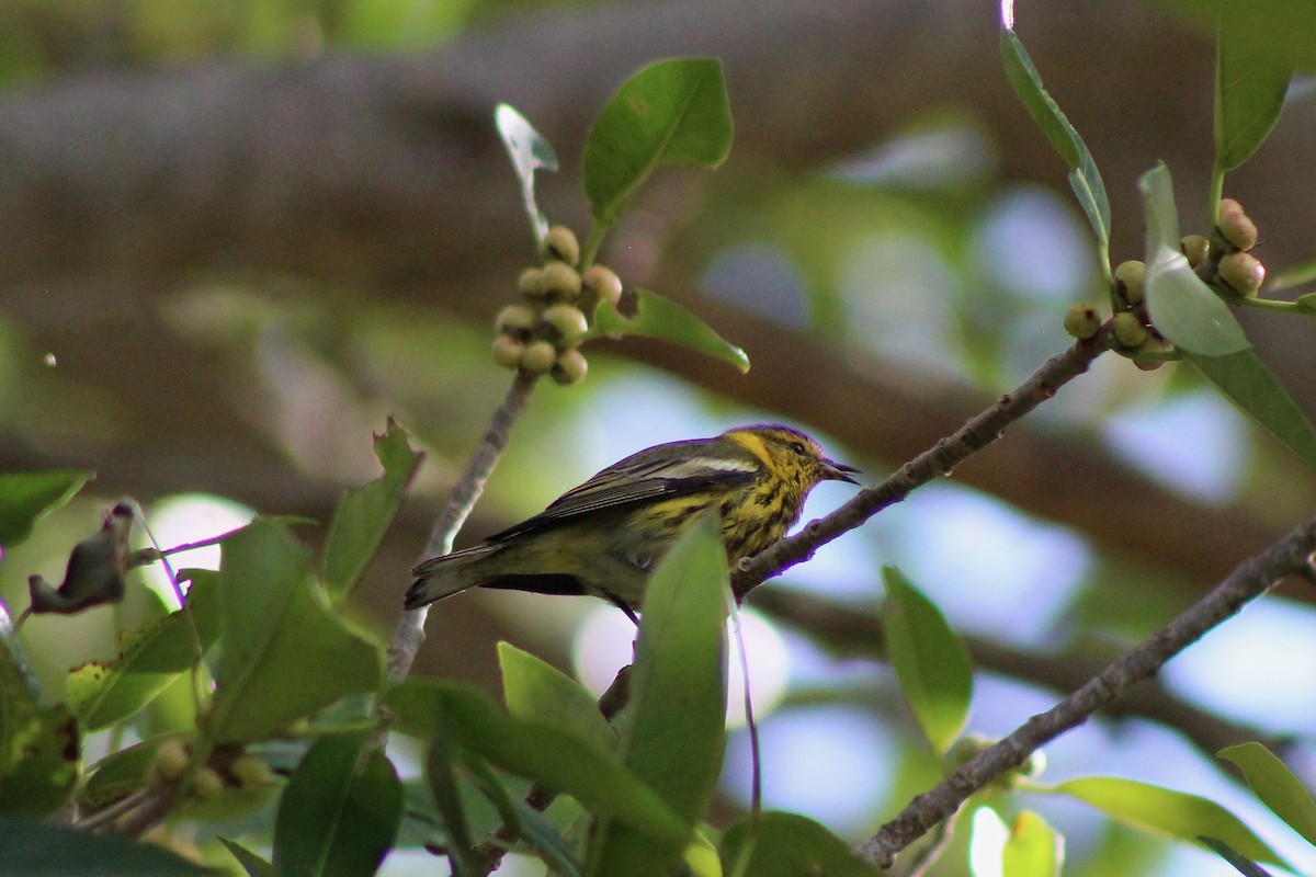 eBird Checklist - 27 Nov 2020 - Castaway Cove - 13 species