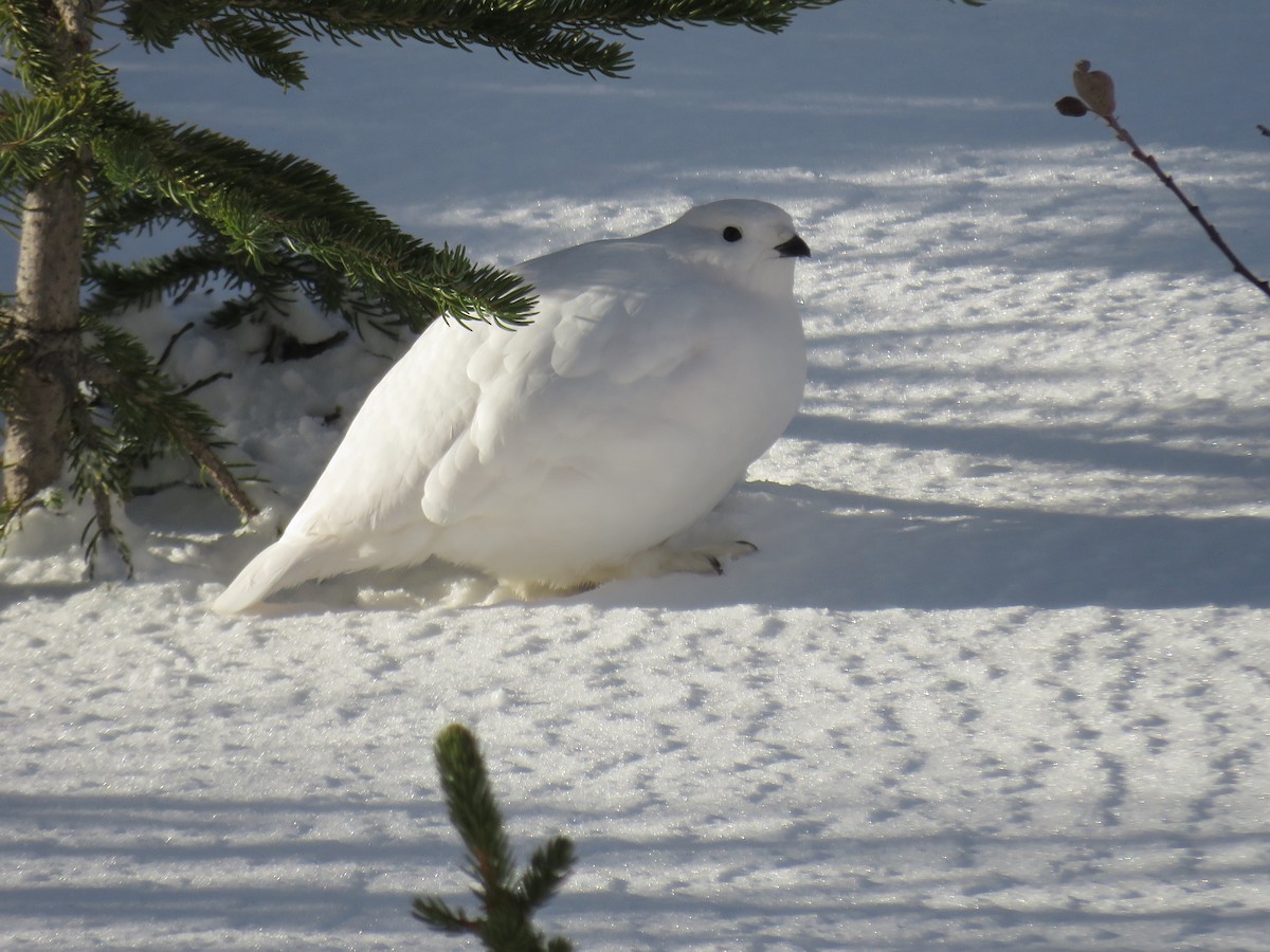eBird Canada Checklist - 27 Nov 2020 - Peter Lougheed PP--Highwood Pass ...