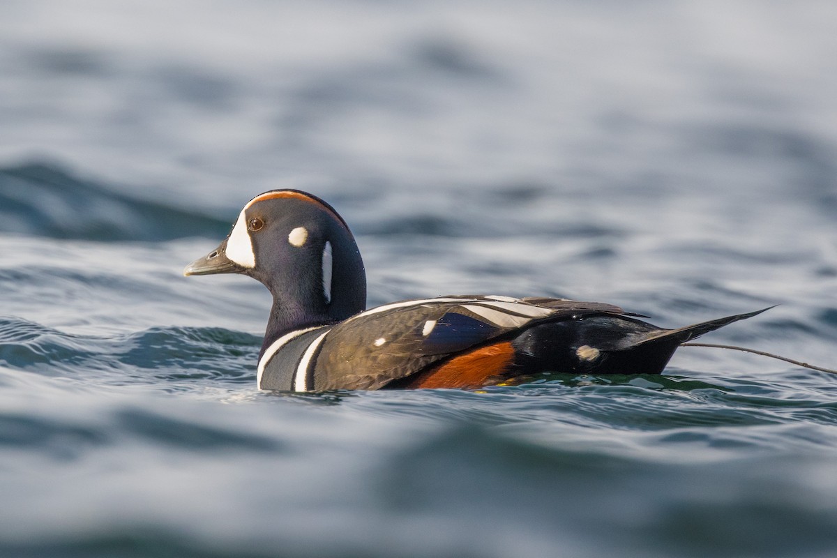 eBird Checklist - 27 Nov 2020 - Lincoln Park (Seattle) - 16 species