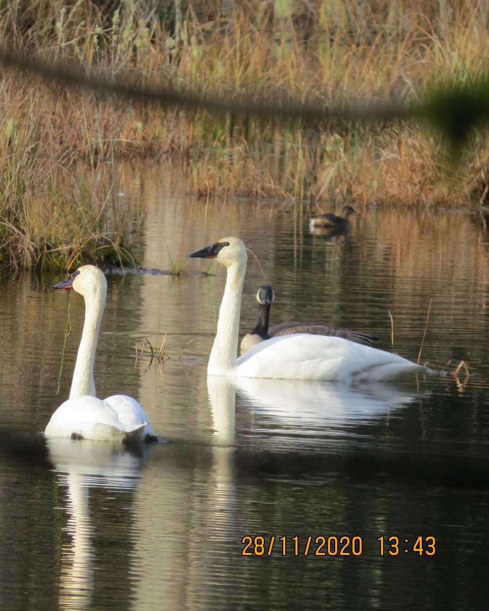 eBird Checklist - 28 Nov 2020 - Barnaby Slough - 20 species
