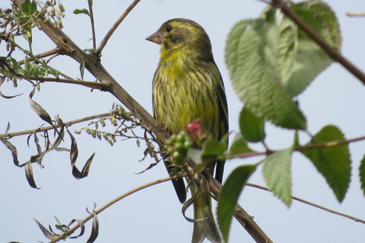 eBird Checklist - 26 Nov 2020 - Taudaha - 59 species