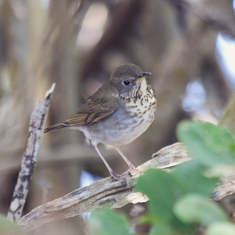 eBird Checklist - 8 May 2016 - Ocean Bay Riverside Park - 30 species ...
