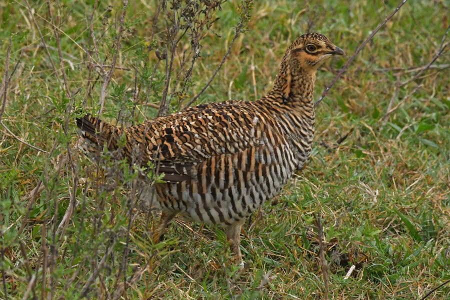 eBird Checklist - 26 Nov 2020 - Attwater Prairie Chicken NWR (CTC 004 ...
