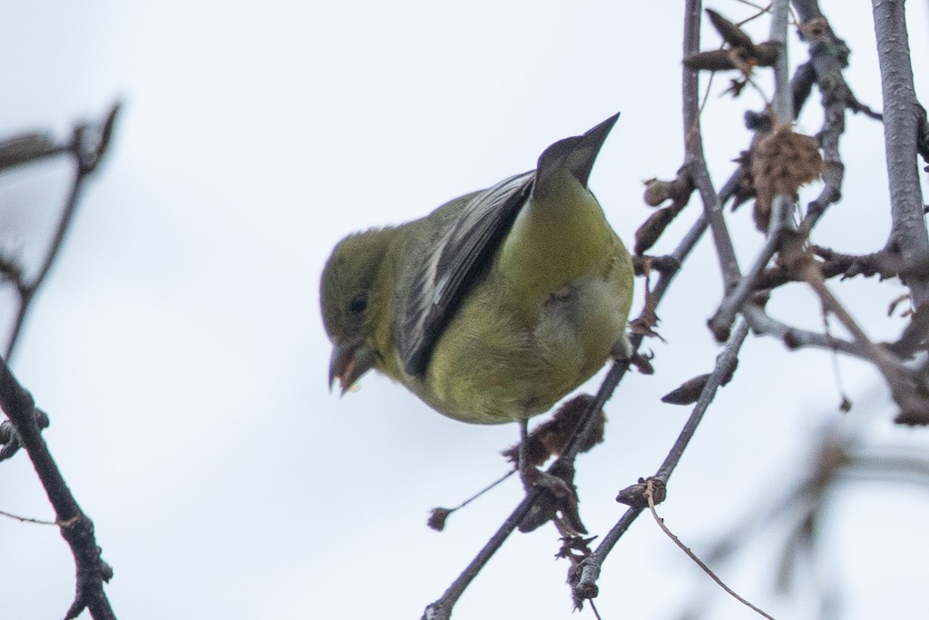 eBird Checklist - 26 Nov 2020 - Tsawwassen--Boundary Bay 1a Ave ...