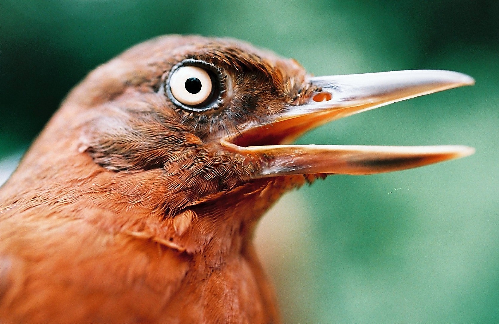 Ruddy Foliage-gleaner (Cinnamon-throated) - eBird