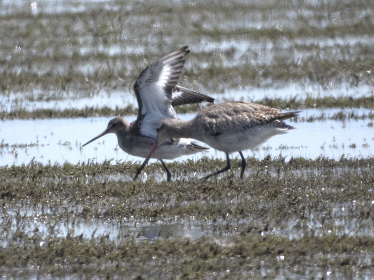 New Zealand Bird Atlas Checklist - 1 Dec 2020 - Kaitorete Spit--'Aggies ...