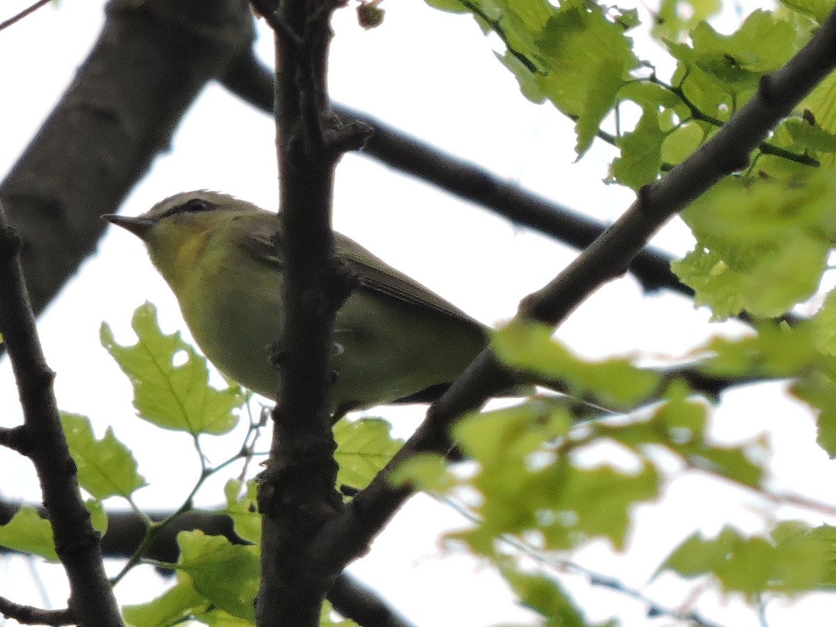 eBird Checklist - 9 May 2016 - Robertson Bird Sanctuary - 56 species ...