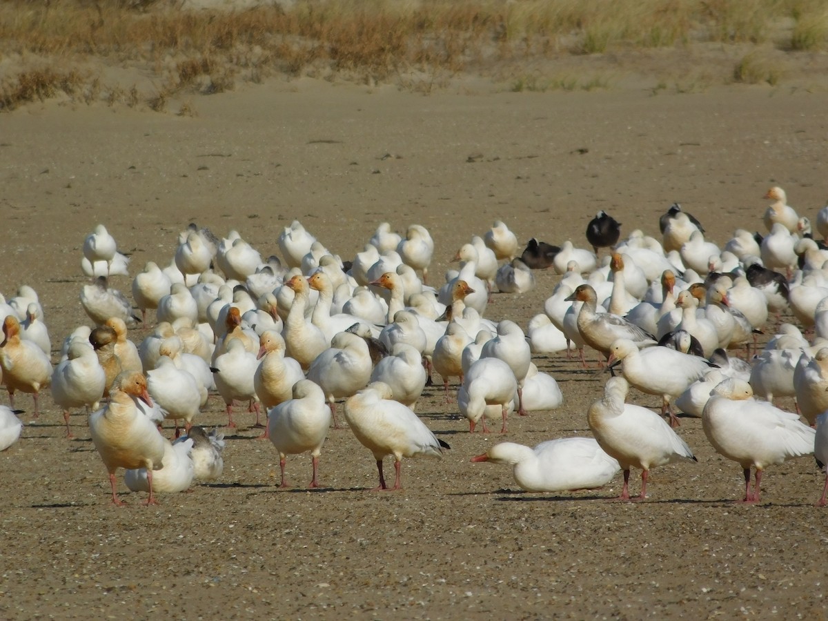 eBird Checklist - 1 Dec 2020 - **CHINCOTEAGUE NWR - 58 species (+3 ...