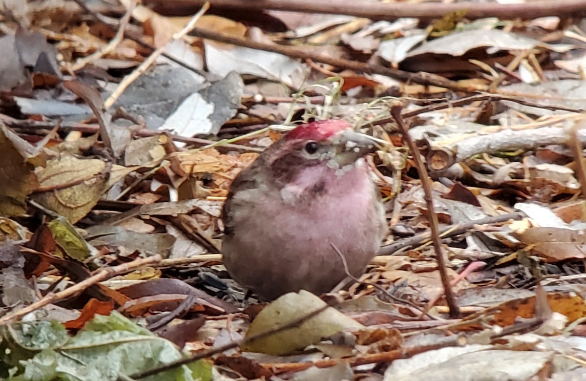 eBird Checklist - 26 Nov 2020 - Copper Harbor (town) - 22 species