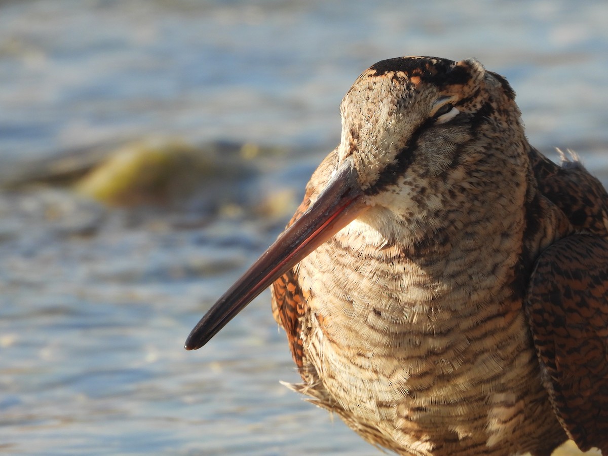 eBird Checklist - 30 Nov 2020 - Padhri Private Game Reserve - 4 species